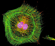 Newsletter: Understanding Fluorochromes for Flow Cytometry – FluoroFinder