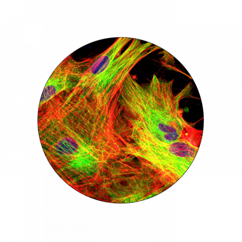 Immunofluorescence (IF) - FluoroFinder