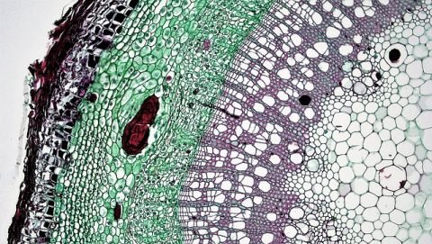 Flow Cytometry In Stem Cell Research And Therapy Fluorofinder