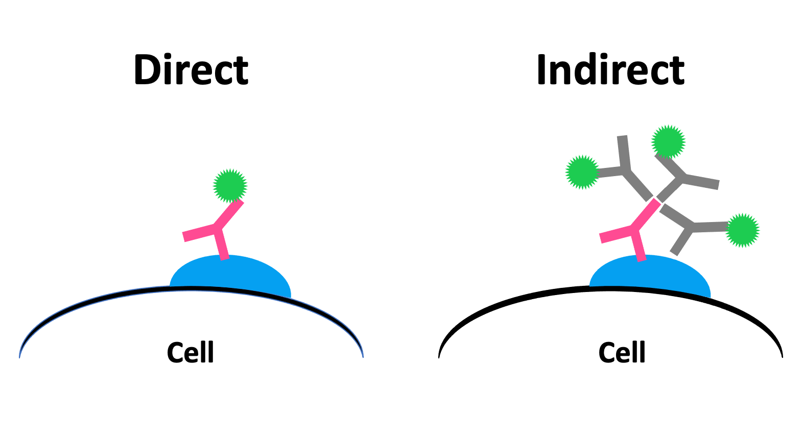 Direct Vs Indirect Detection In Microscopy FluoroFinder Direct Vs Indirect Detection In Microscopy FluoroFinder
