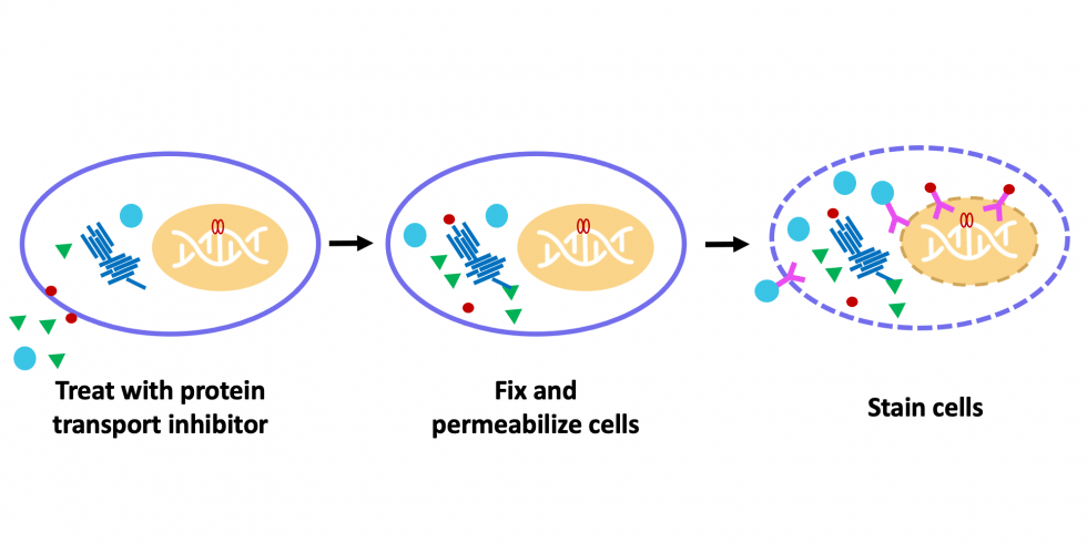 Staining Strategies for Intracellular Flow Cytometry - FluoroFinder