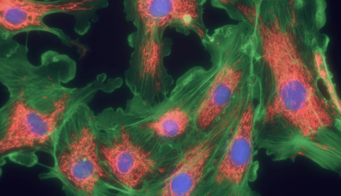 Intravital Microscopy - Explained - FluoroFinder