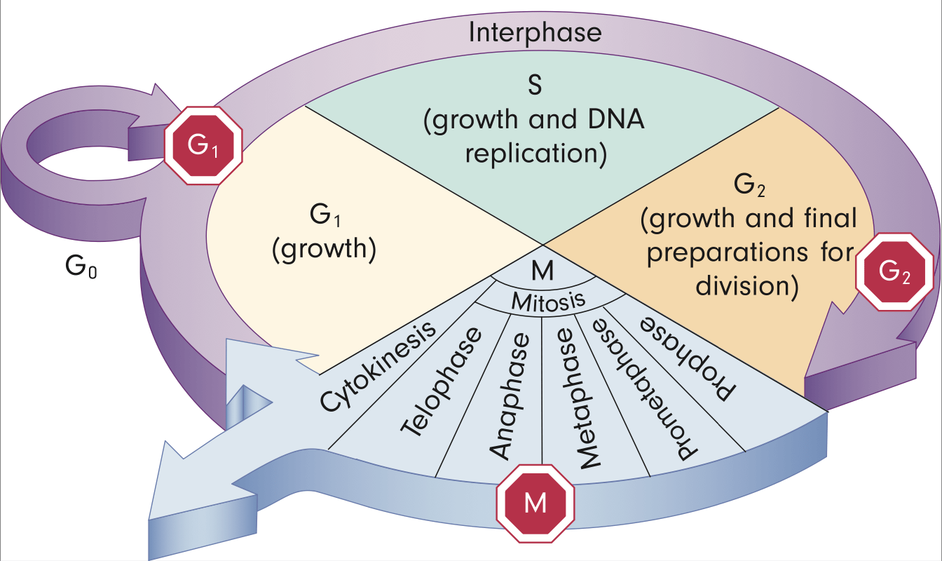 Interphase G1 Labeled