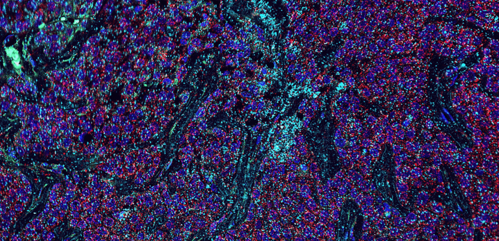 The Rise of Spatial-Omics Technologies | FluoroFinder