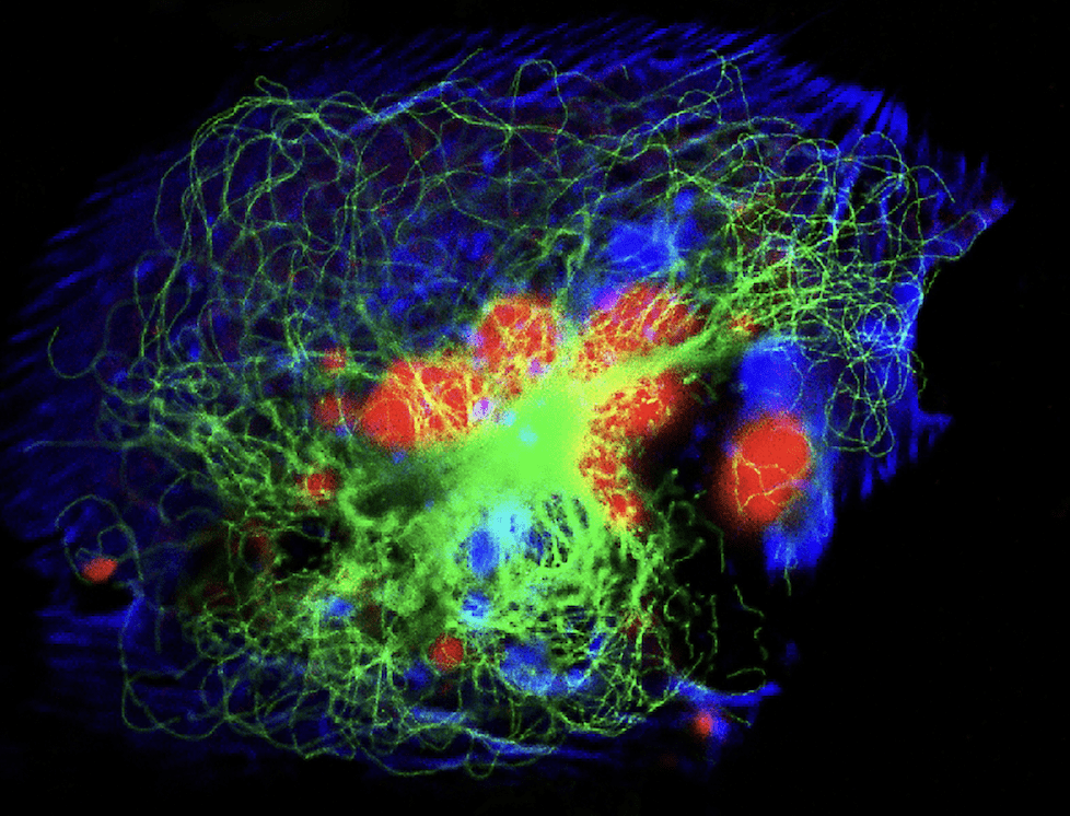 One Fluorophore, One Parameter, One Laser: Overcoming Limitations to ...