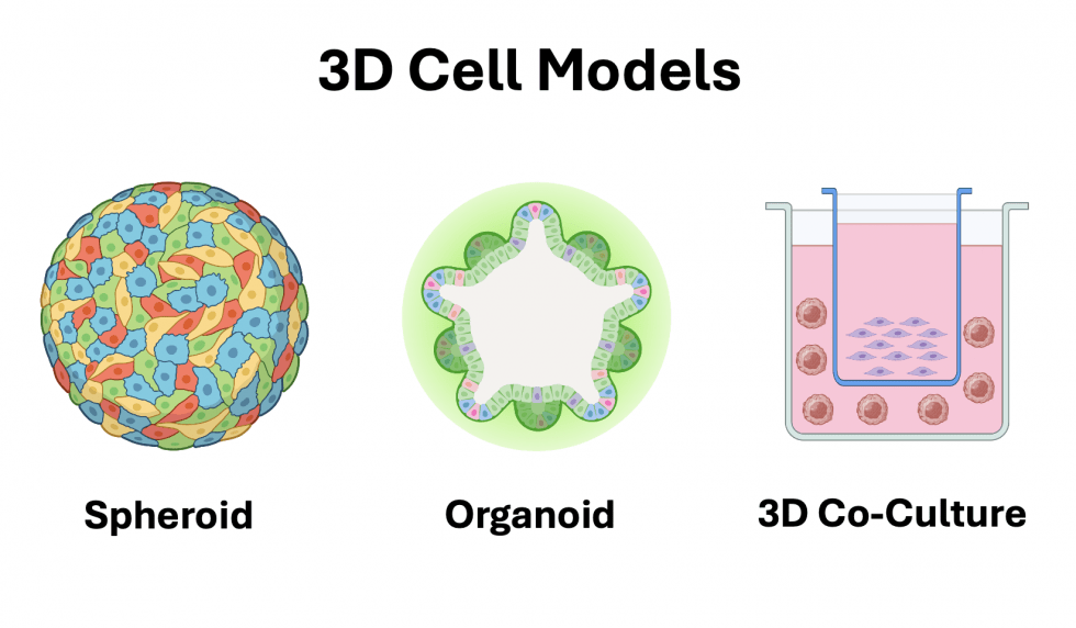2D vs 3D Cell Cultures | FluoroFinder