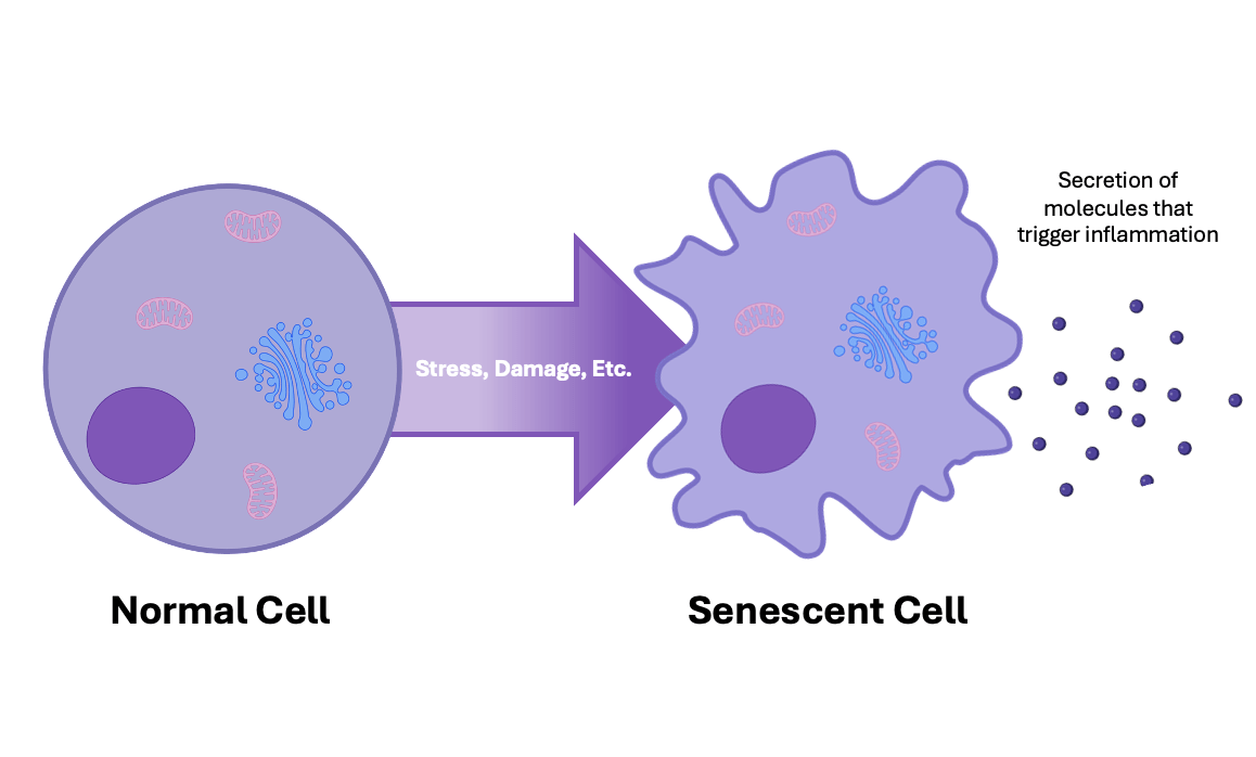 Cellular Senescence: Advantages, Disadvantages, and Challenges for ...