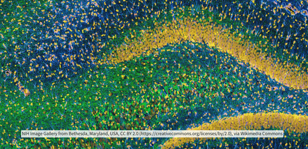 Multiphoton Microscopy | FluoroFinder