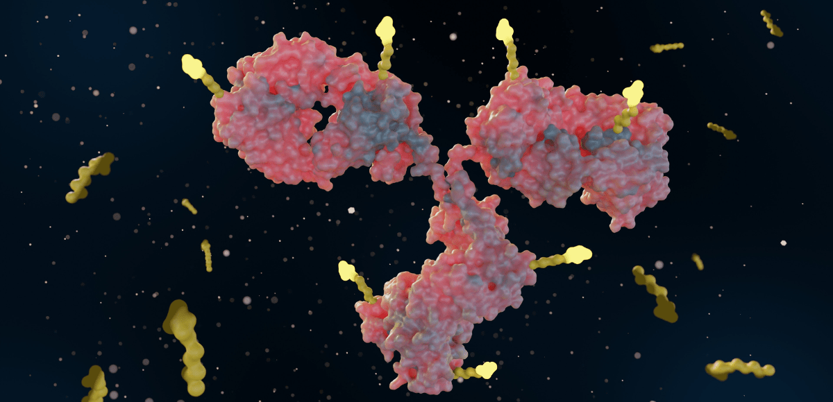 Antibody Conjugation Techniques | FluoroFinder